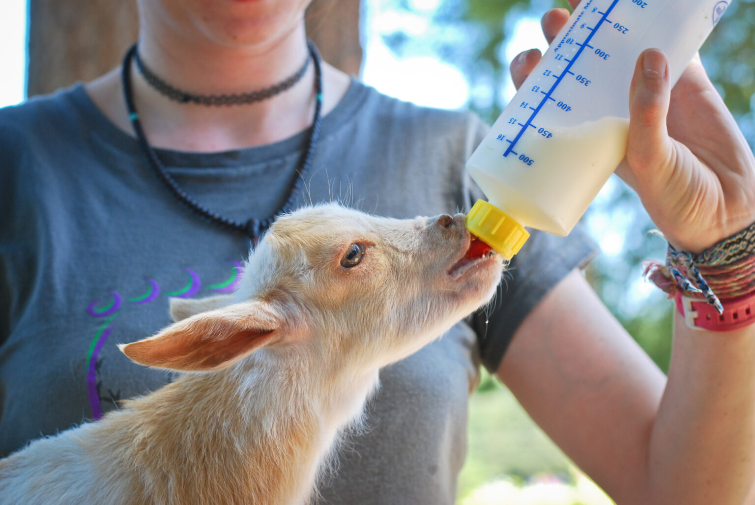 Left Foot Farm – Stay on a real working dairy farm at the base of Mount ...